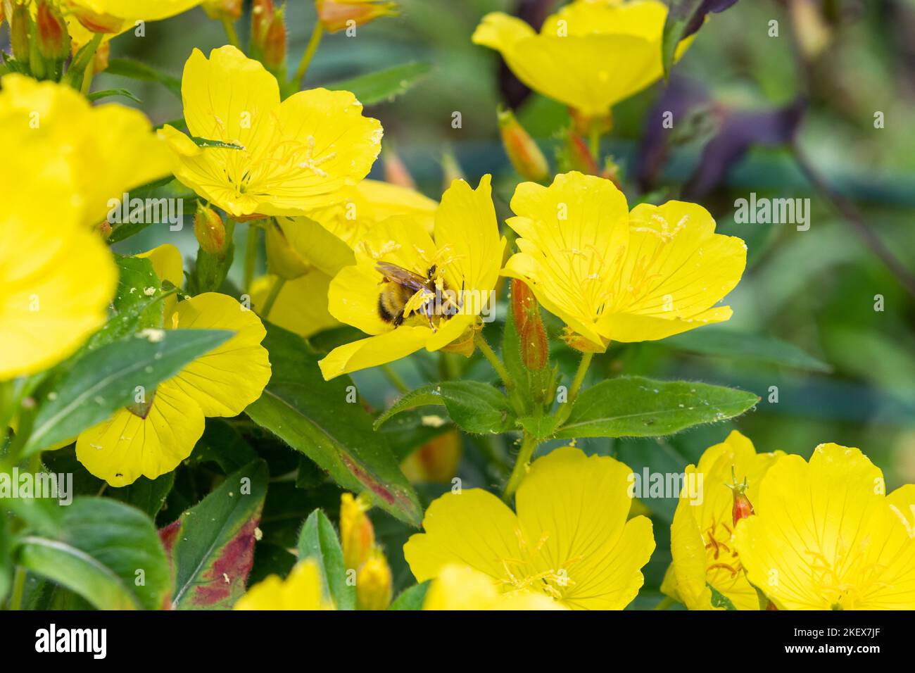 Insects collecting pollen on flowers in summer garden, with blur ...