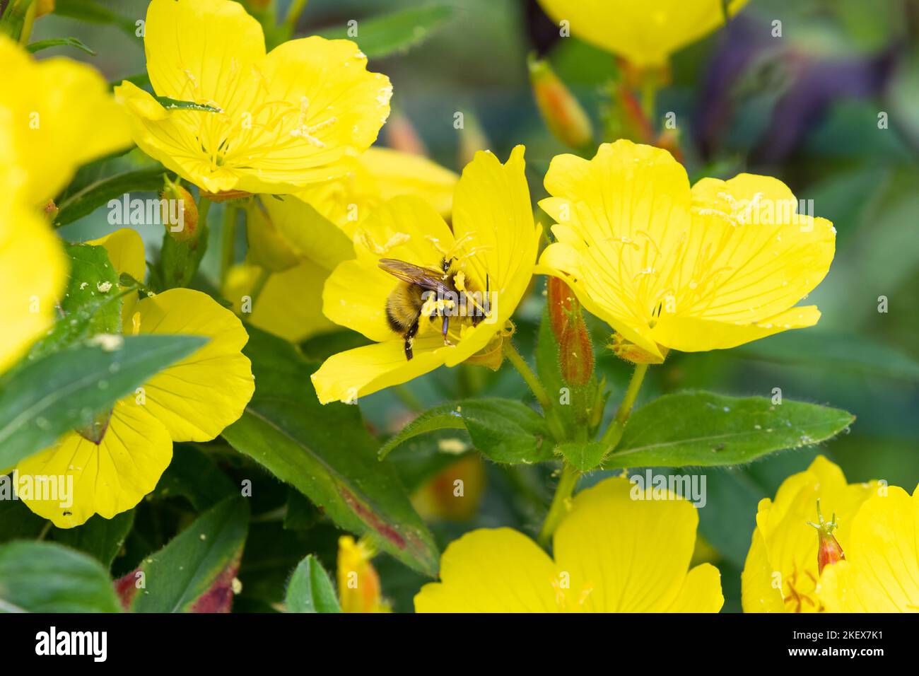 Insects collecting pollen on flowers in summer garden, with blur ...