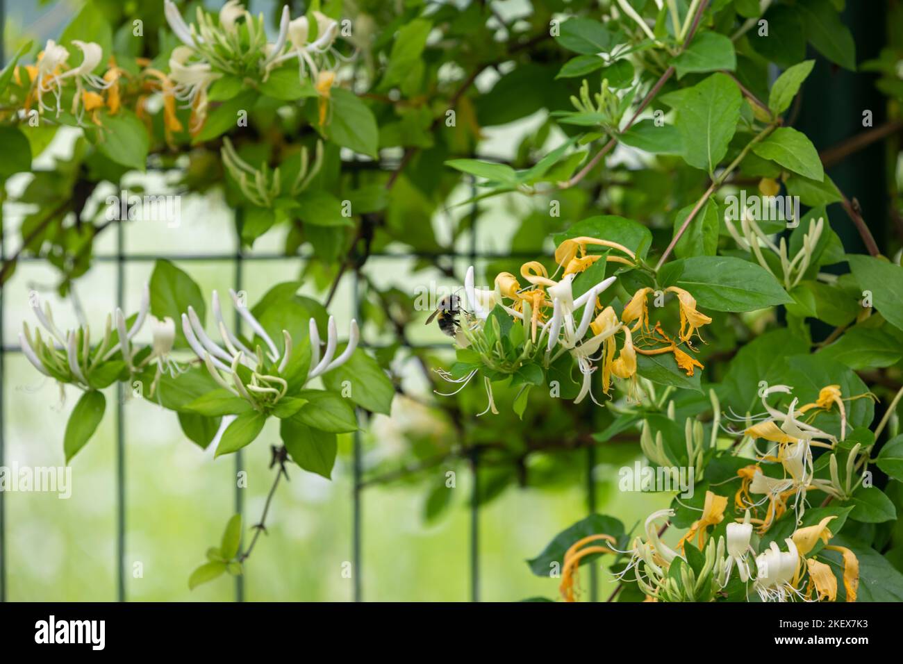 Insects collecting pollen on flowers in summer garden, with blur ...