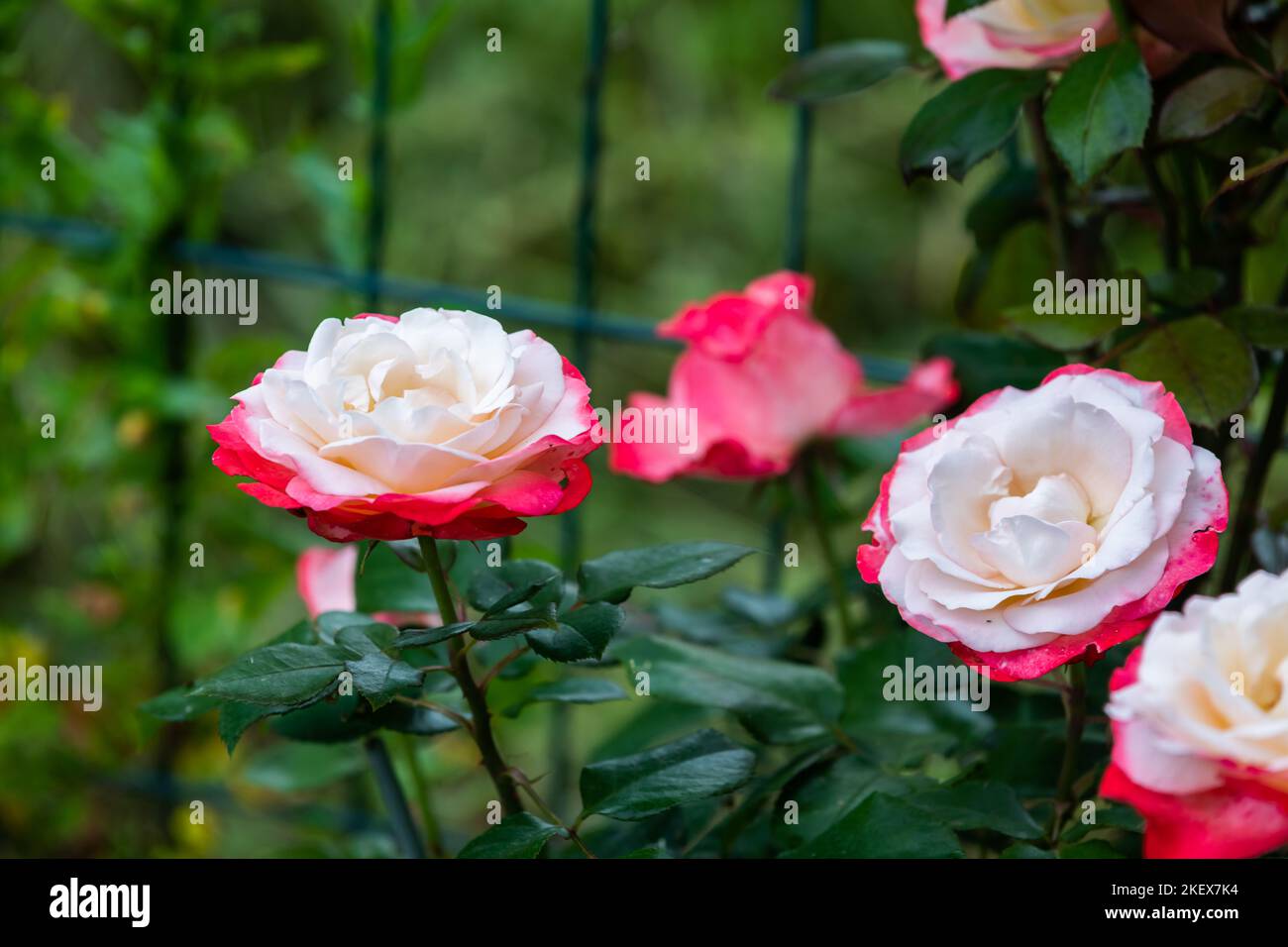 Close-up of roses in different colours, with water drops on petals ...