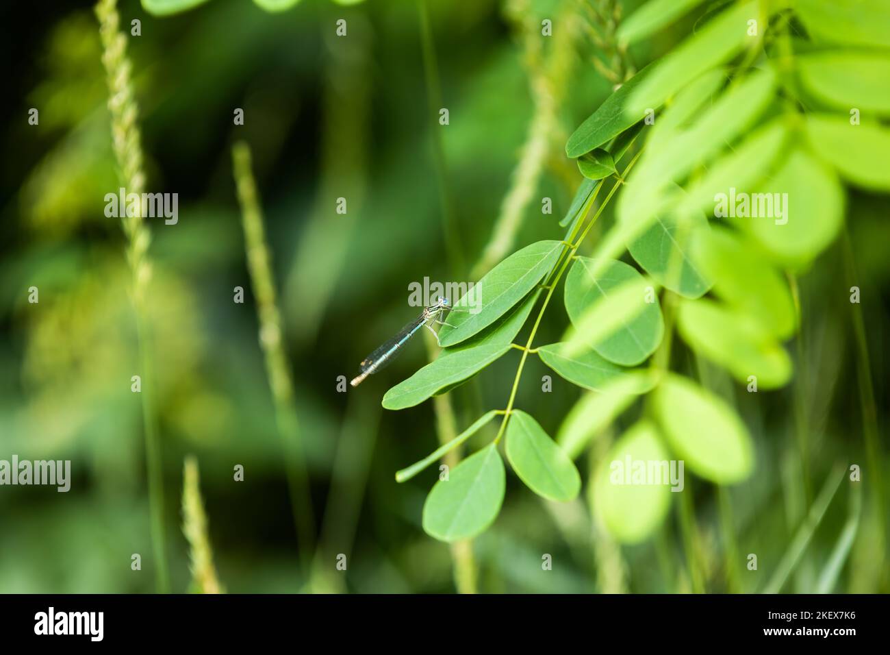 Enallagma cyathigerum (common blue damselfly, common bluet, or northern ...