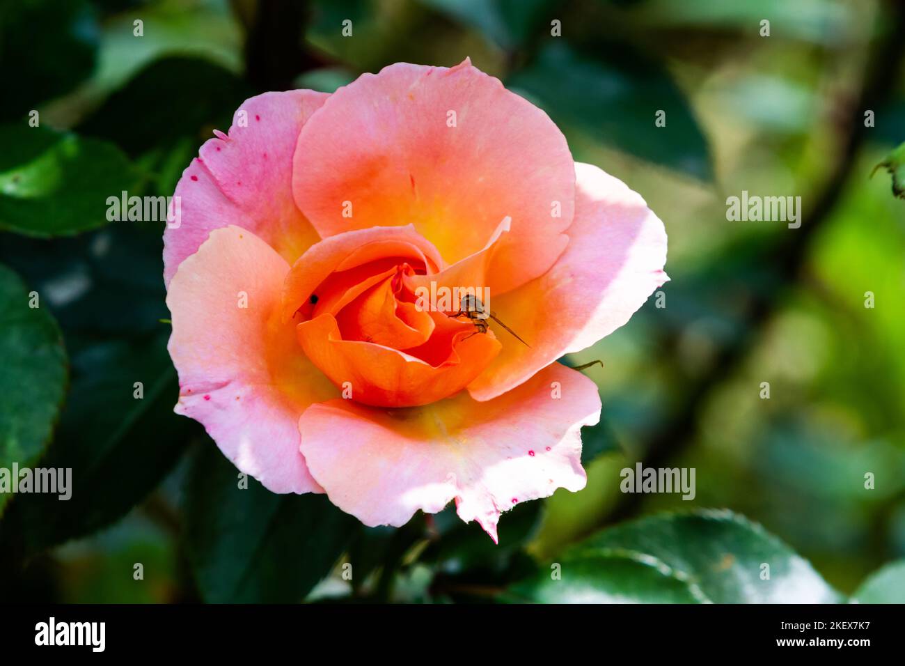 Close-up of roses in different colours, with water drops on petals ...