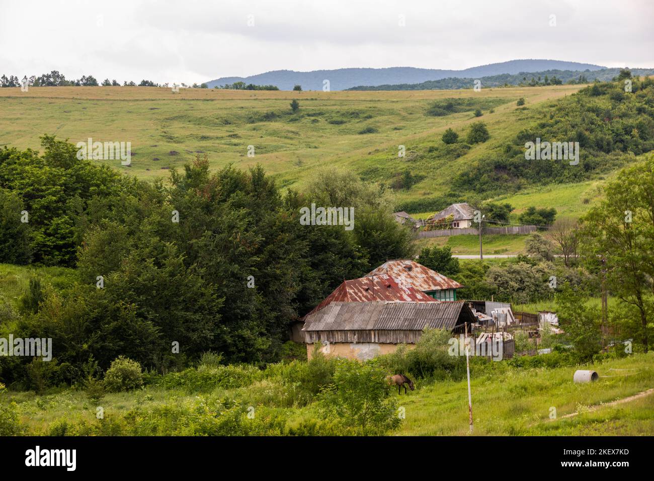 View of rural Romania, with green fields and farm animals Stock Photo ...