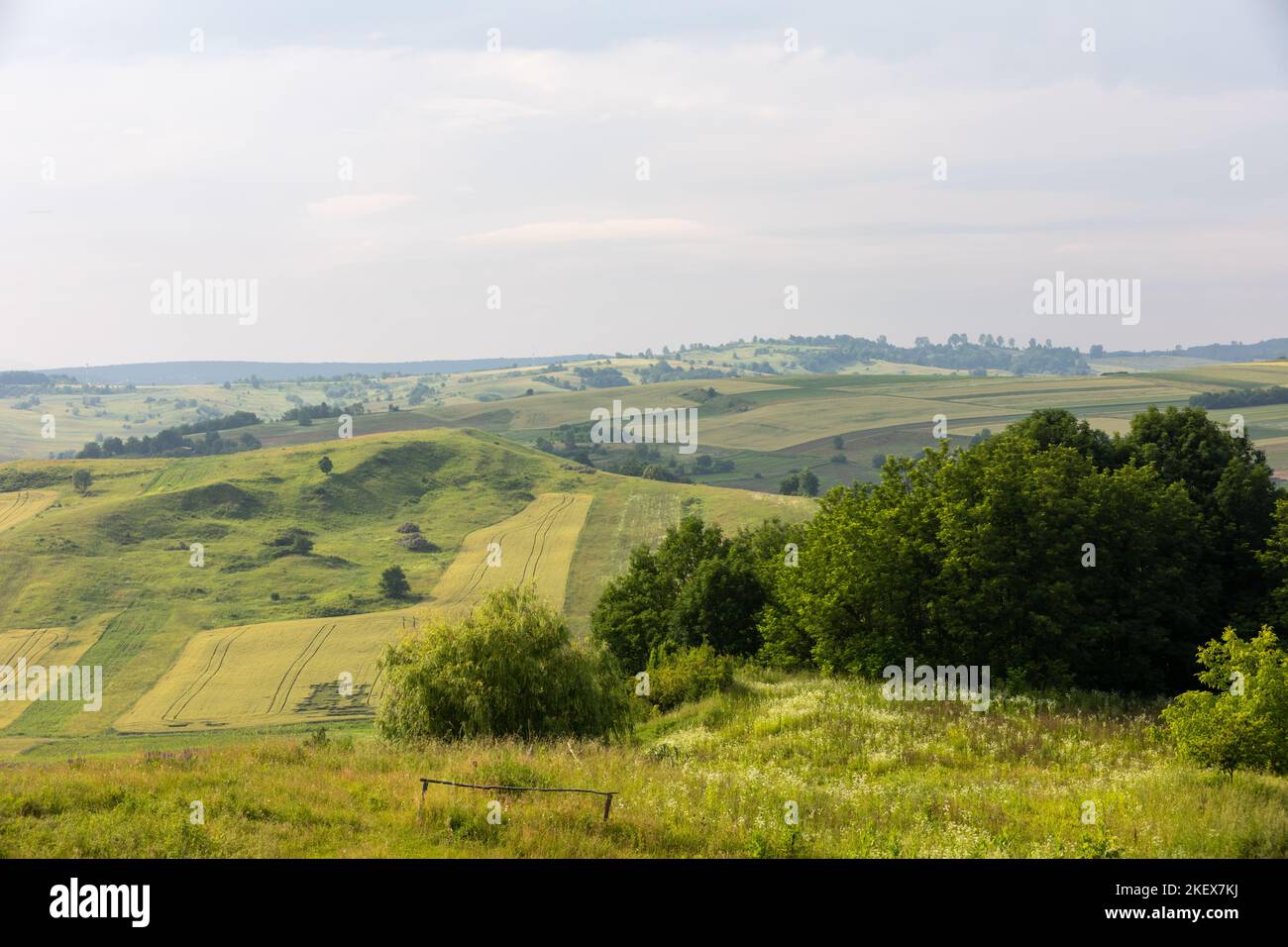 View of rural Romania, with green fields and farm animals Stock Photo ...