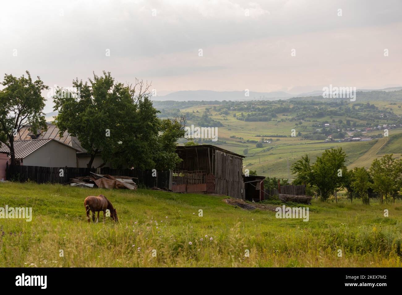 View of rural Romania, with green fields and farm animals Stock Photo ...