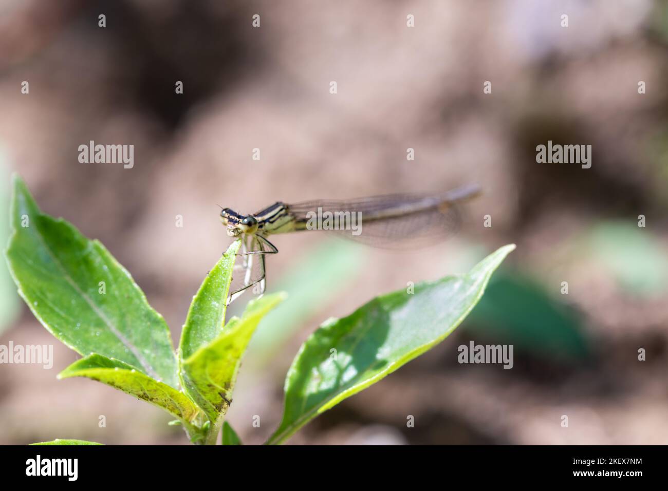 Enallagma cyathigerum (common blue damselfly, common bluet, or northern ...