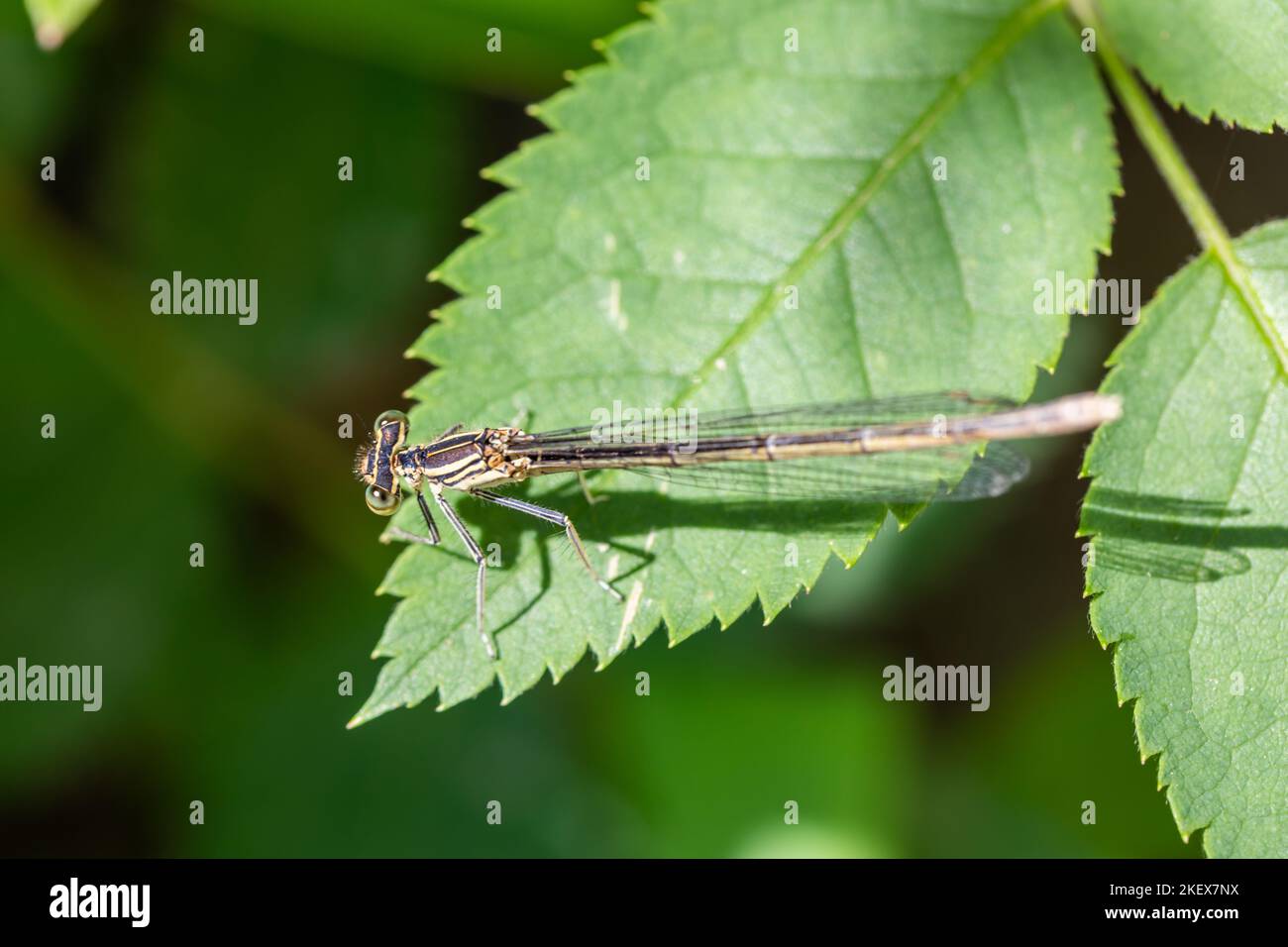 Enallagma cyathigerum (common blue damselfly, common bluet, or northern ...