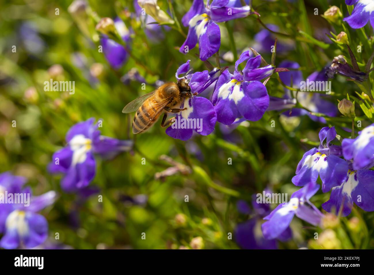 Macro of honeybee on flowers, collecting pollen in colourful ...