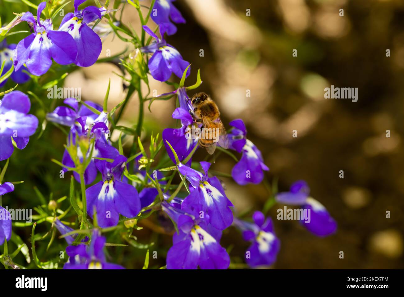 Macro of honeybee on flowers, collecting pollen in colourful ...