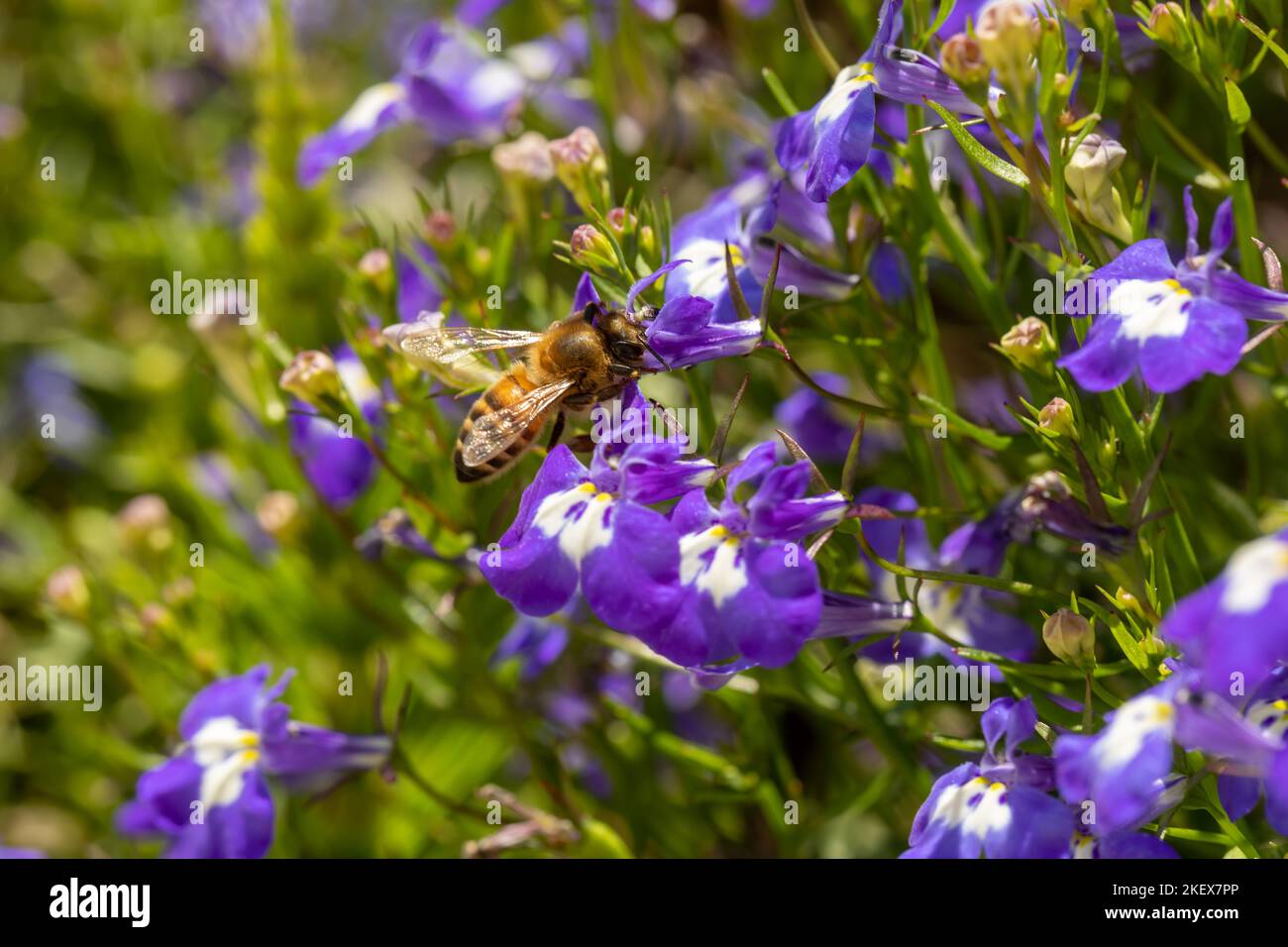 Macro of honeybee on flowers, collecting pollen in colourful ...