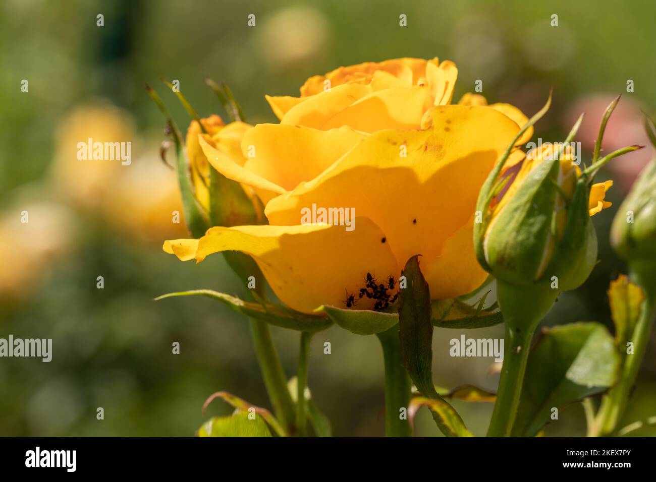 Close-up of roses in different colours, with water drops on petals ...