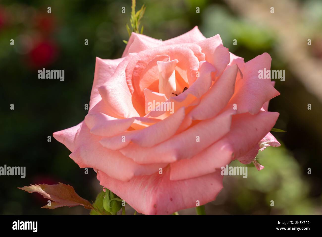 Close-up of colourful roses with bee collecting pollen and water drops ...