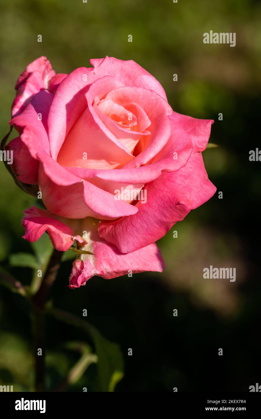 Close-up of roses in different colours, with water drops on petals ...