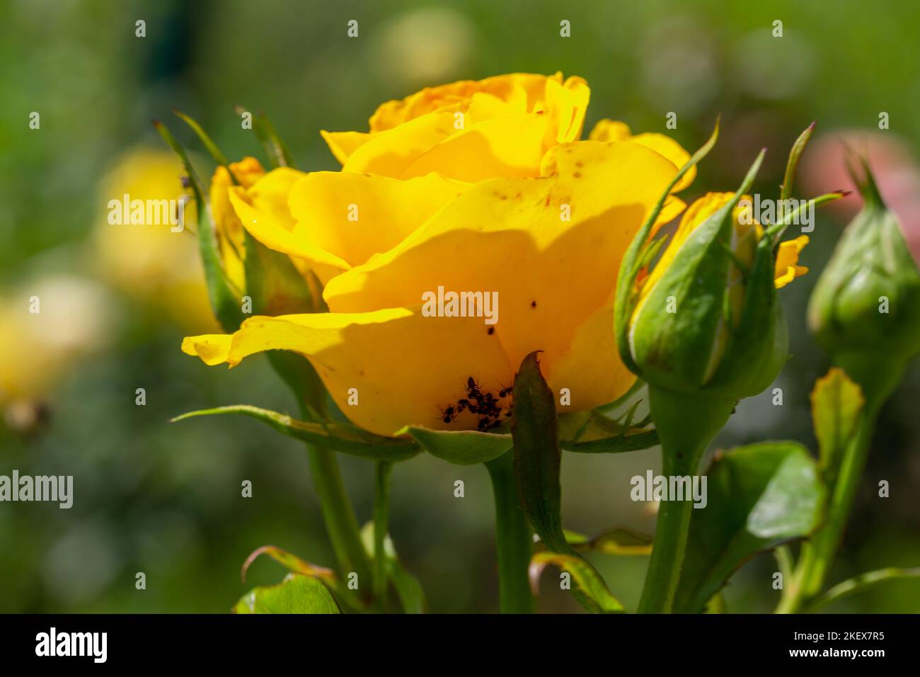 Close-up of roses in different colours, with water drops on petals ...