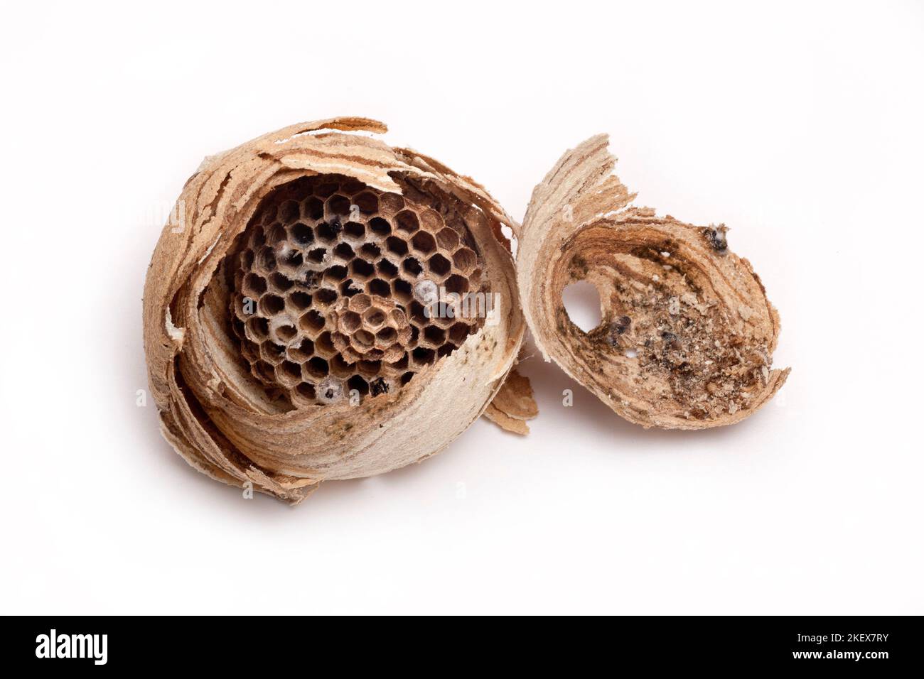 Abandoned wasps nest, broken showing cell interior Stock Photo - Alamy
