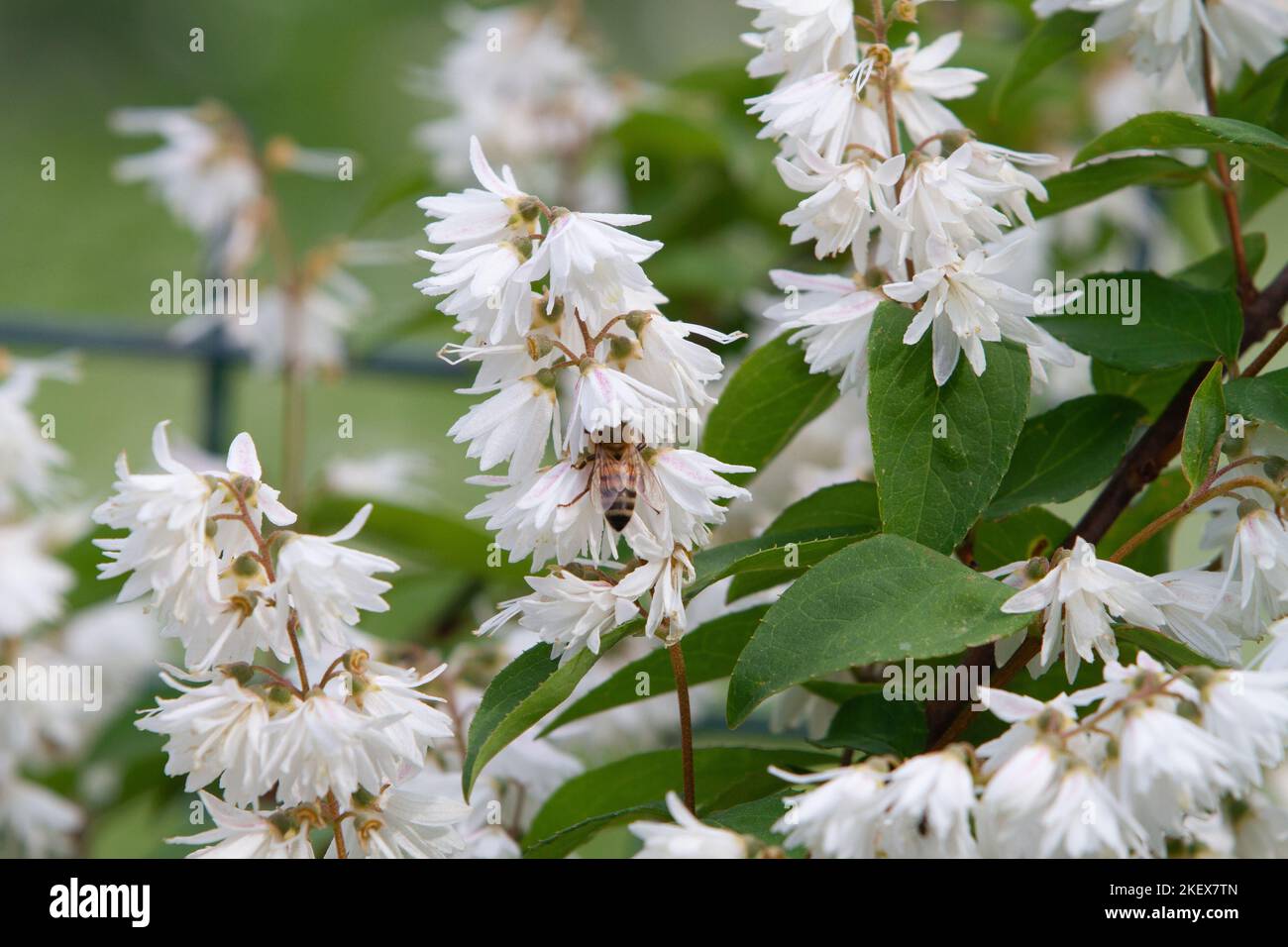 Insects collecting pollen on flowers in summer garden, with blur ...