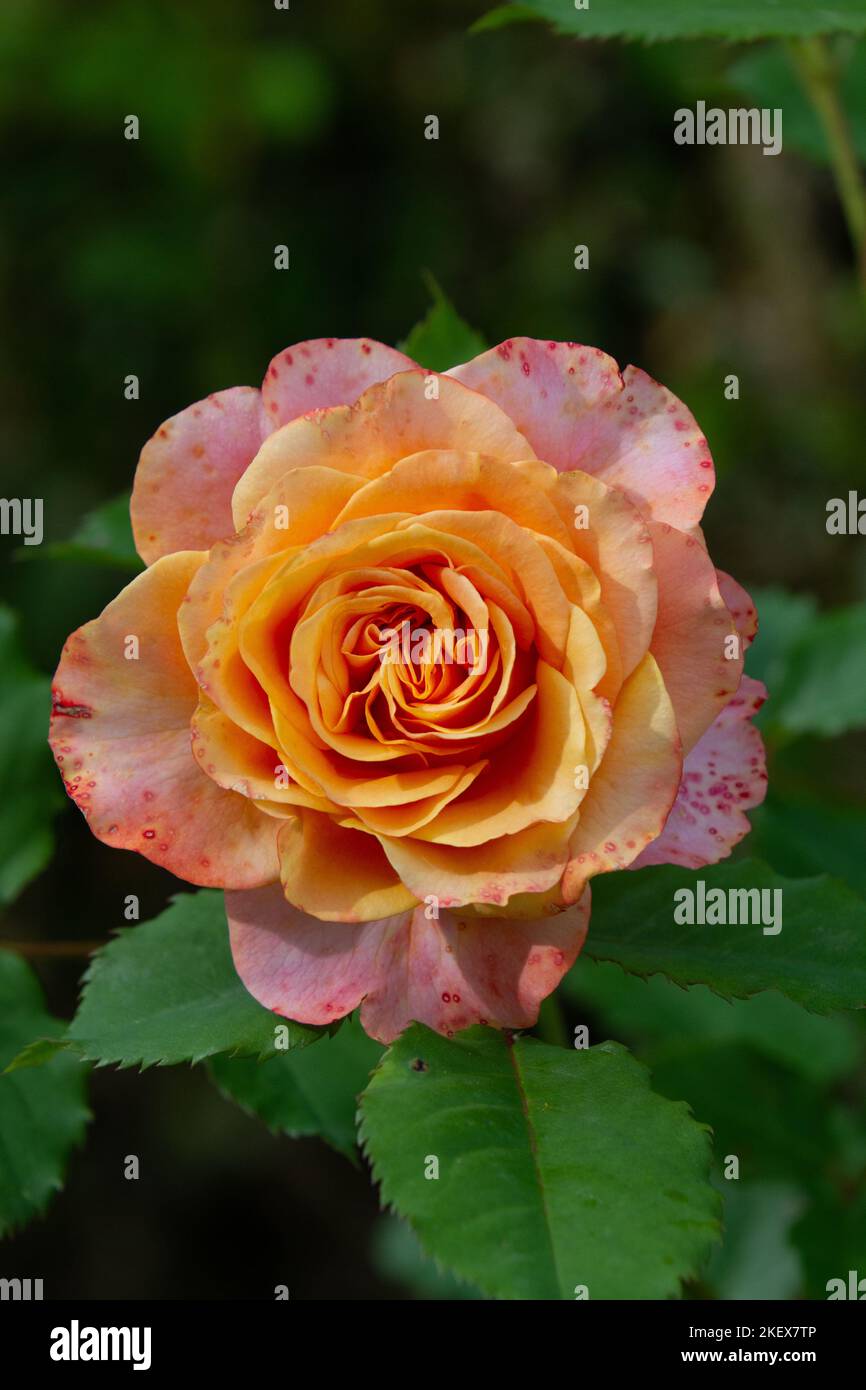 Close-up of roses in different colours, with water drops on petals ...