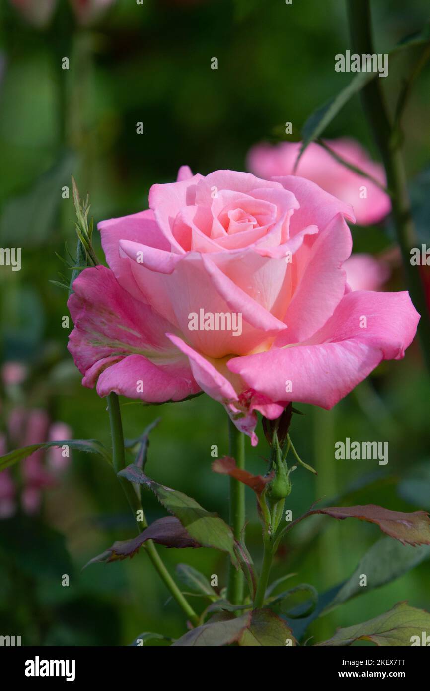 Close-up of roses in different colours, with water drops on petals ...