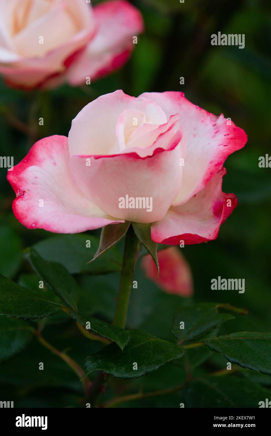 Close-up of roses in different colours, with water drops on petals ...
