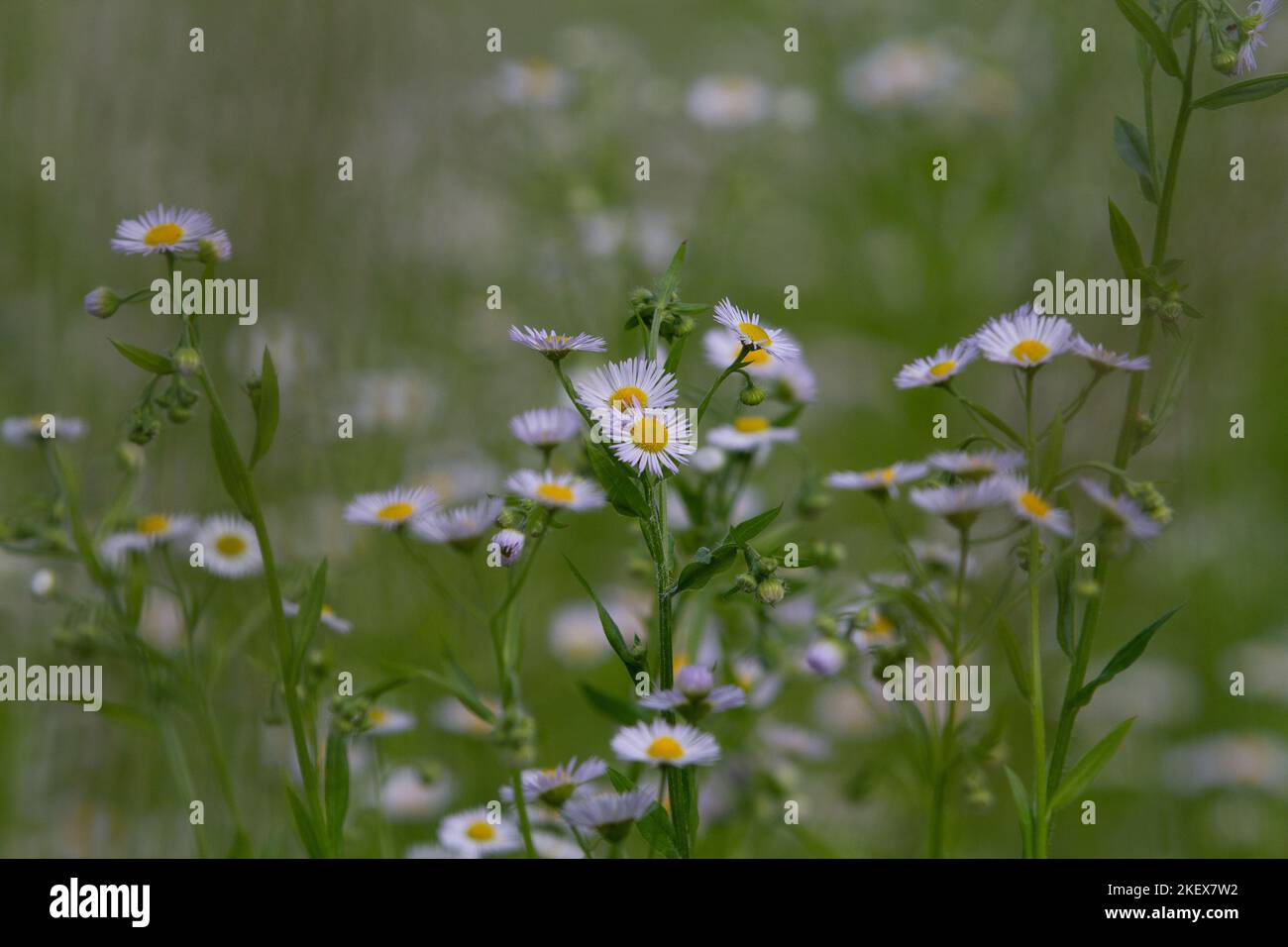 Insects collecting pollen on flowers in summer garden, with blur ...