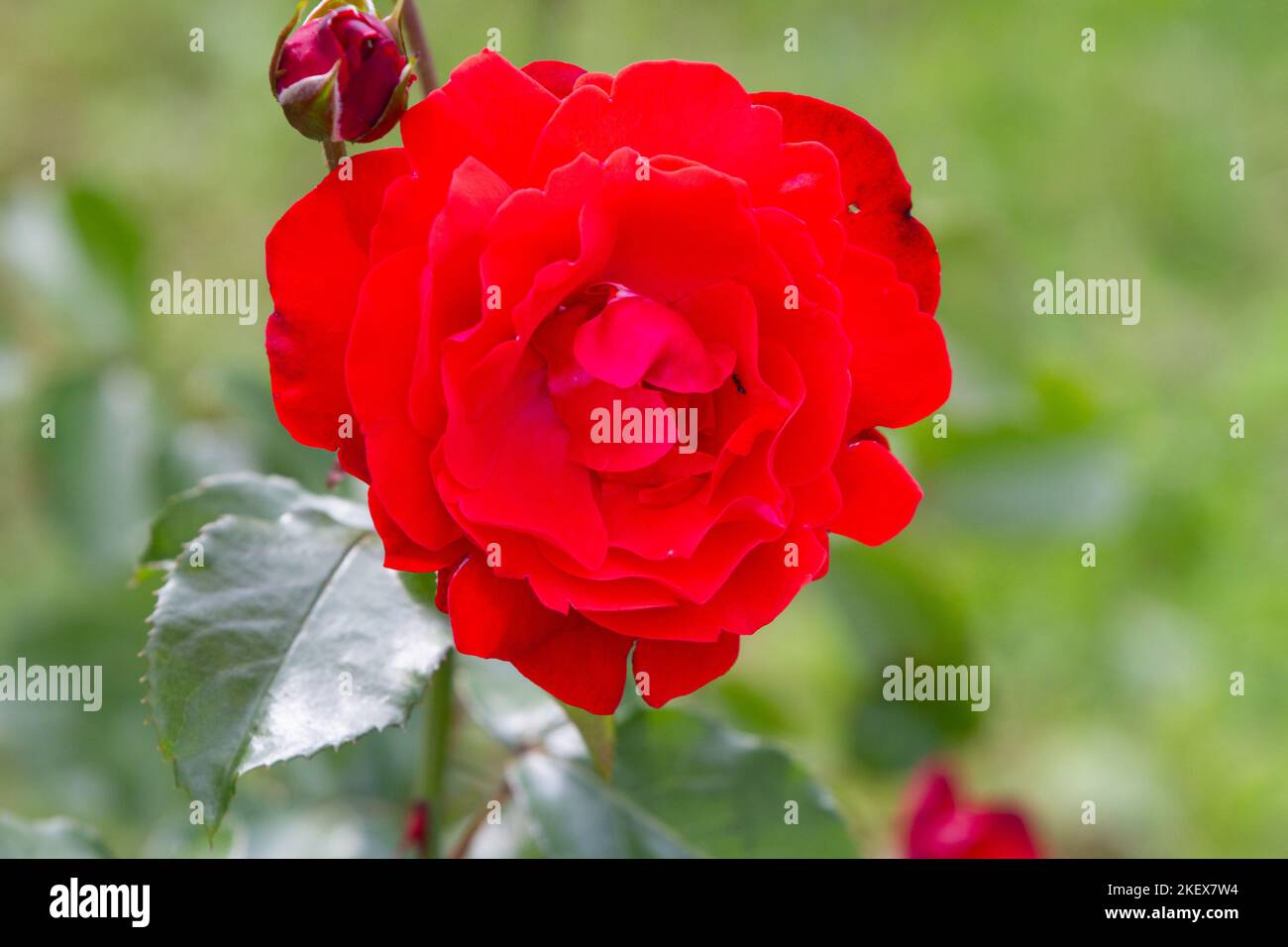 Close-up of roses in different colours, with water drops on petals ...