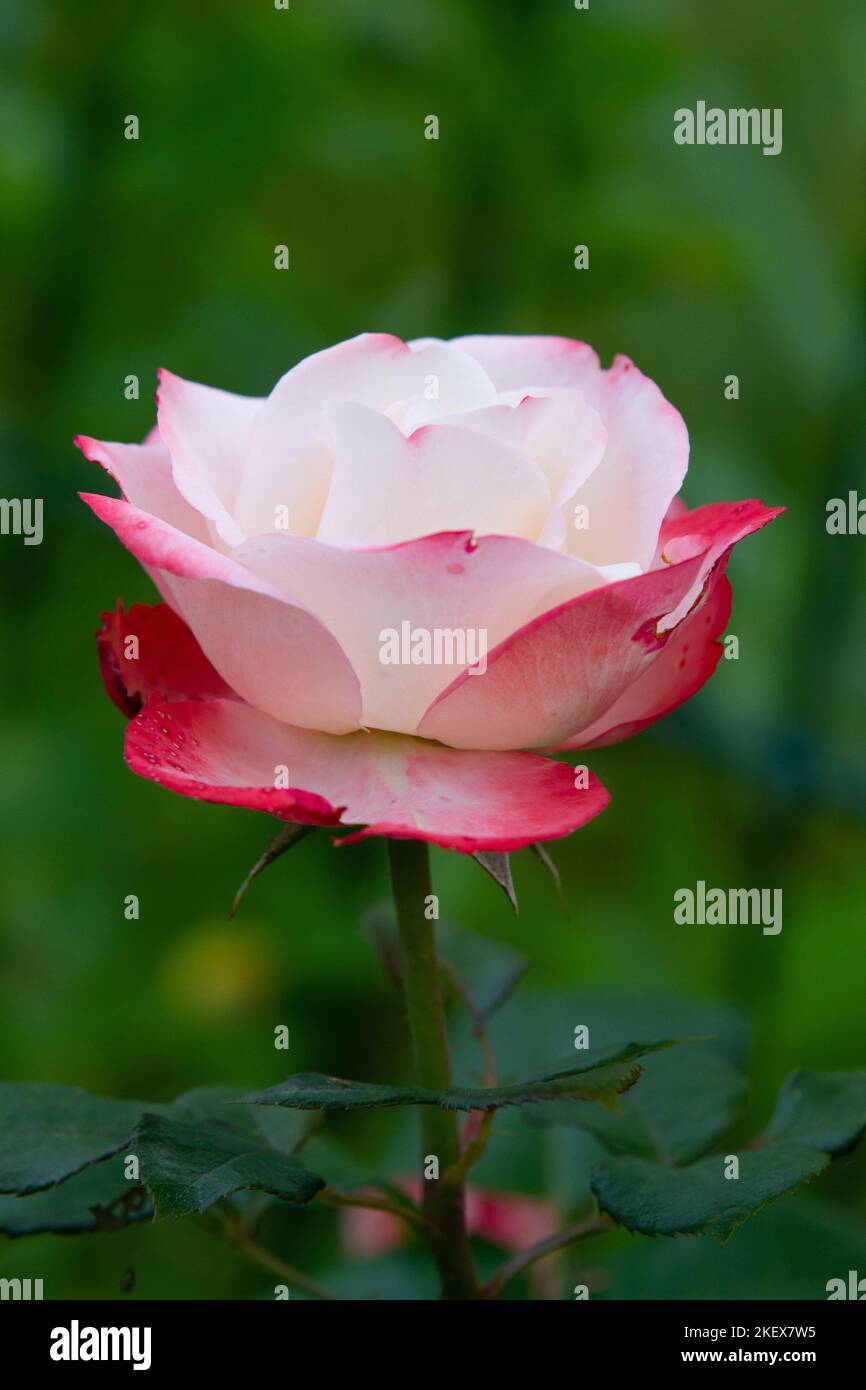 Close-up of roses in different colours, with water drops on petals ...