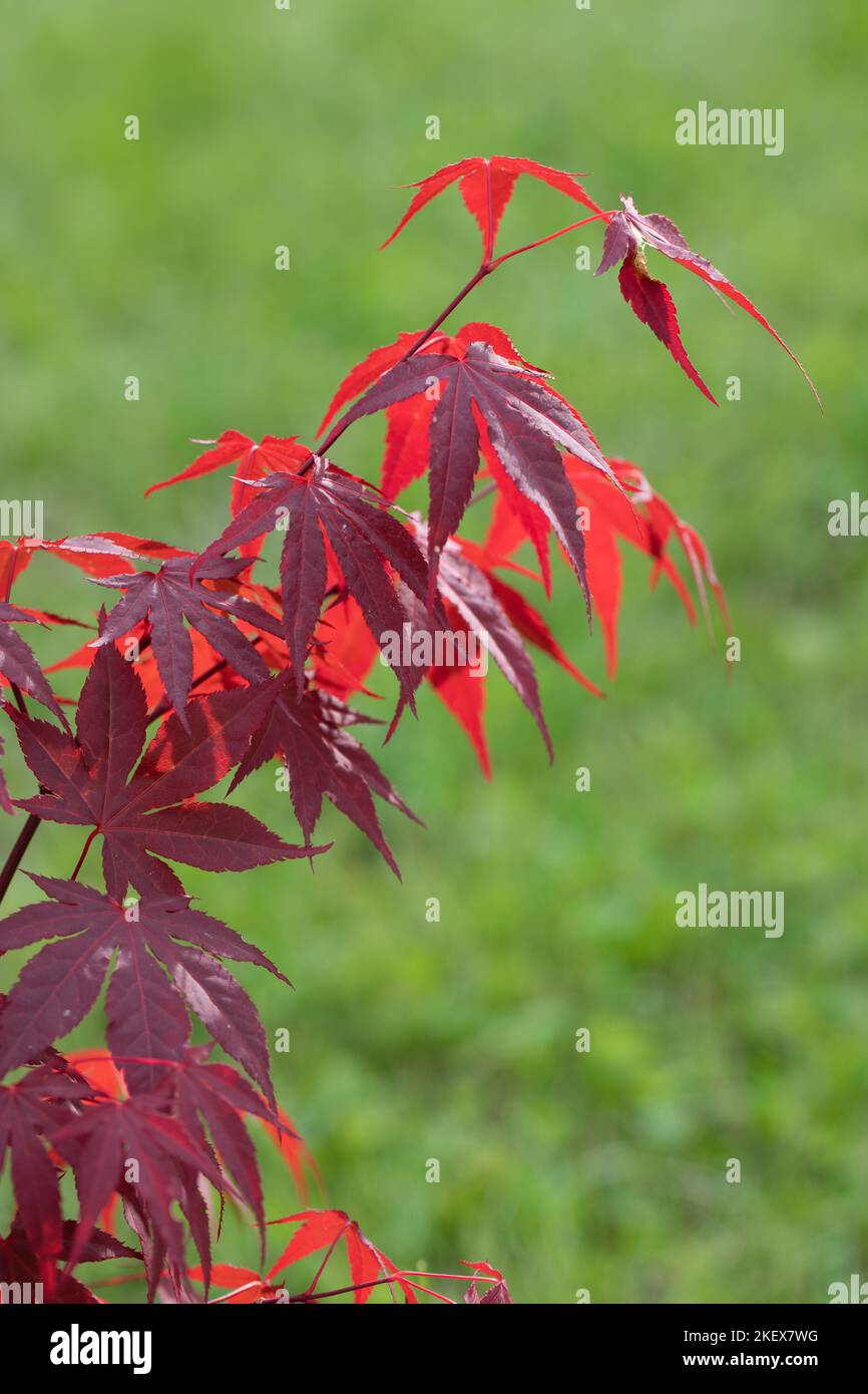 Close-up of acer rubrum, the red maple, also known as swamp maple ...