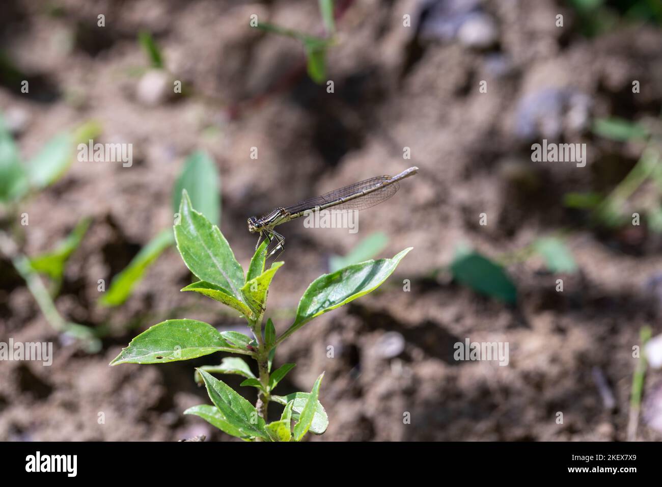 Enallagma cyathigerum (common blue damselfly, common bluet, or northern ...
