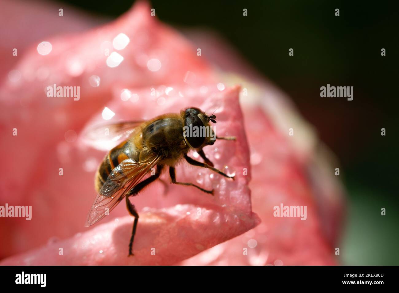 Close-up of colourful roses with bee collecting pollen and water drops ...