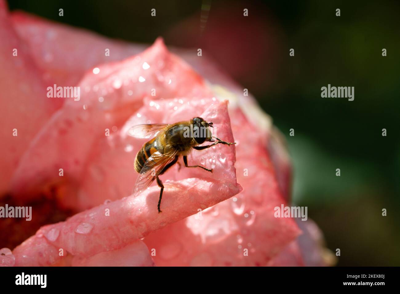 Close-up of colourful roses with bee collecting pollen and water drops ...