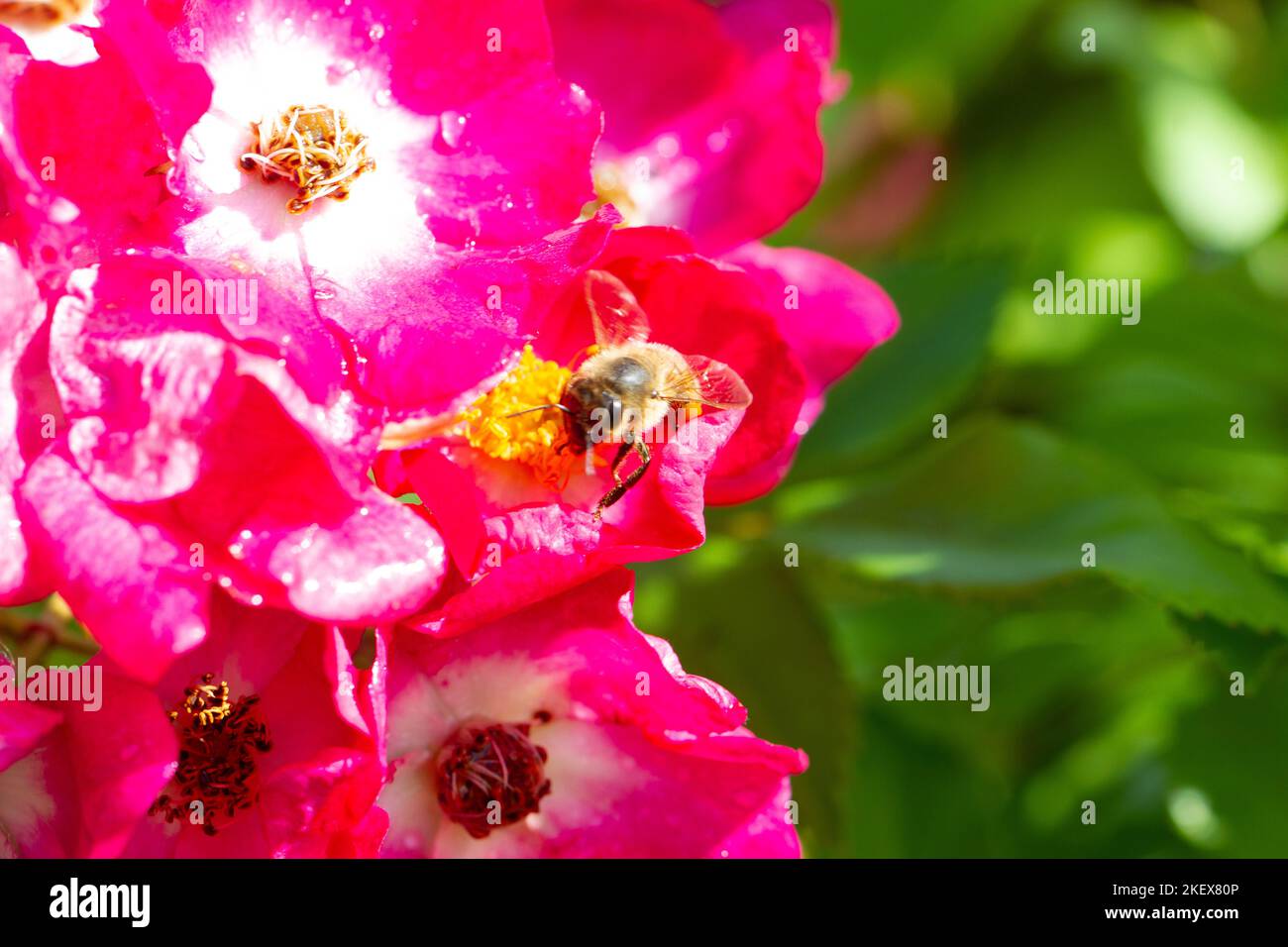 Close-up of colourful roses with bee collecting pollen and water drops ...