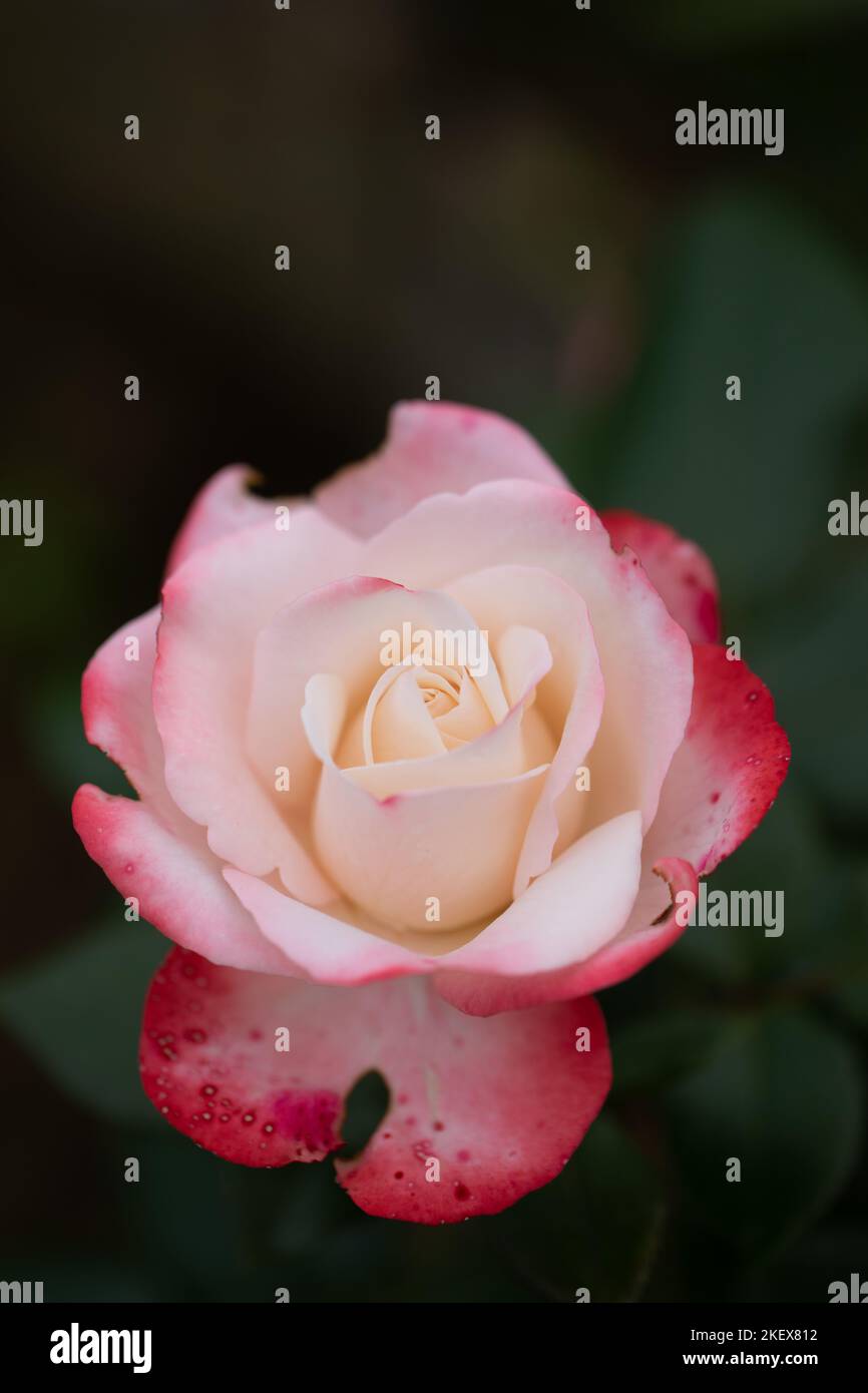Close-up of roses in different colours, with water drops on petals ...