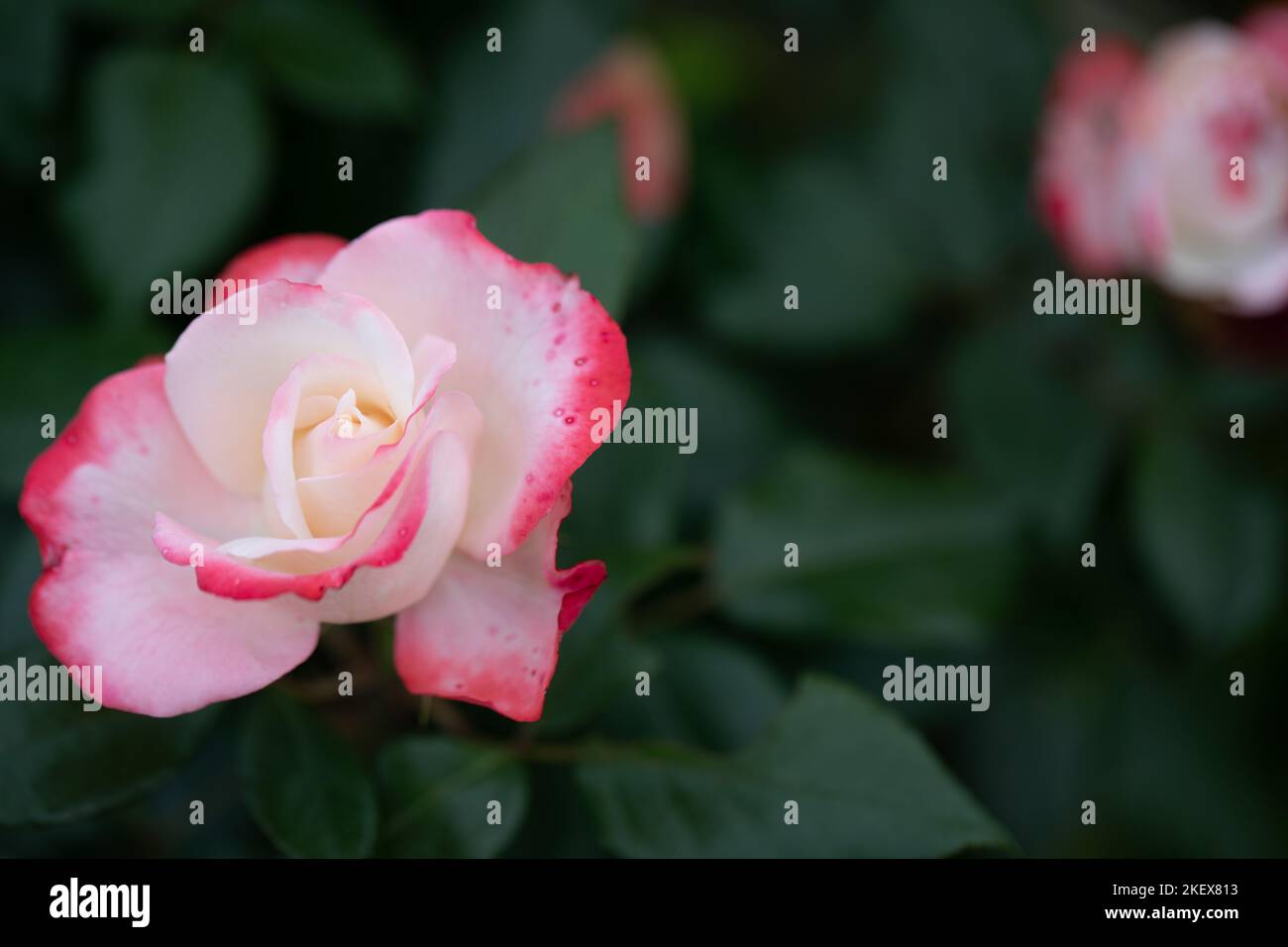 Close-up of roses in different colours, with water drops on petals ...