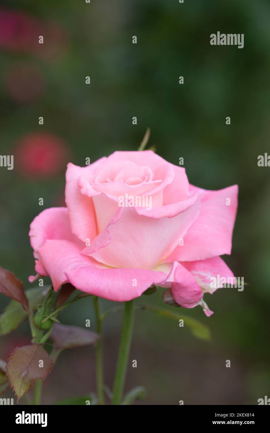 Close-up of roses in different colours, with water drops on petals ...