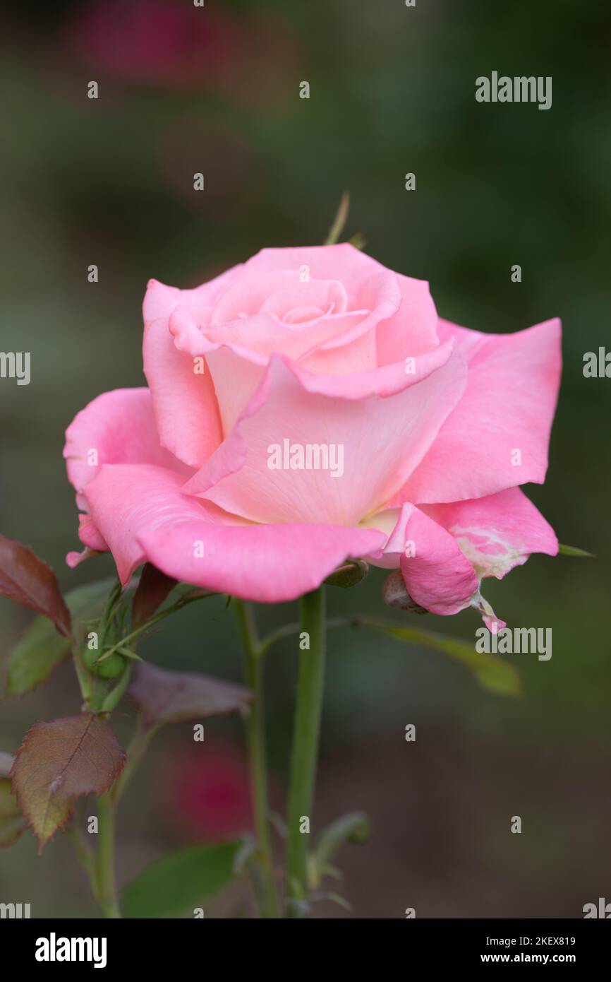 Close-up of roses in different colours, with water drops on petals ...