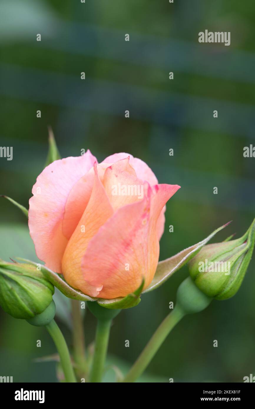 Close-up of roses in different colours, with water drops on petals ...
