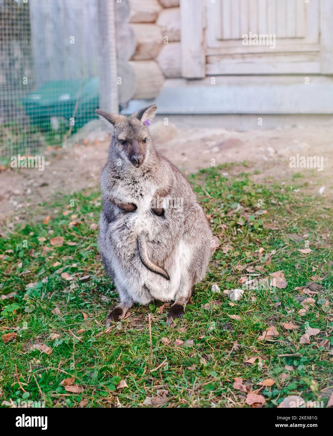 Kangaroo with a baby in her bag in the park on the grass. Vertical ...
