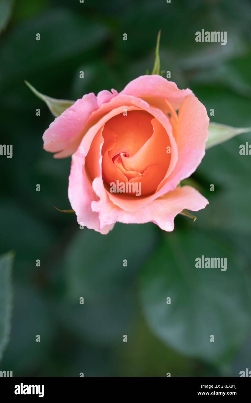 Close-up of roses in different colours, with water drops on petals ...