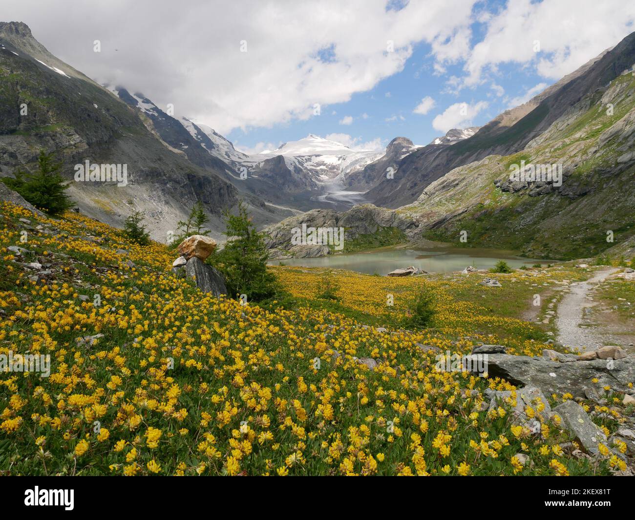 Landscape images and wild alpine flowers of the Hohe Tauern National ...