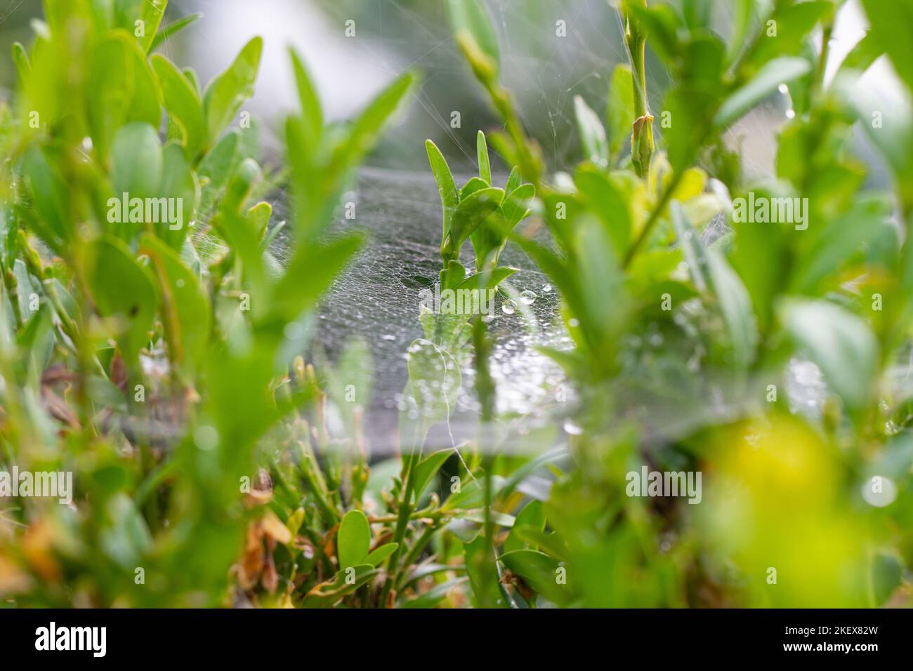 Spiders, of order Araneae, air-breathing arthropods with eight legs ...