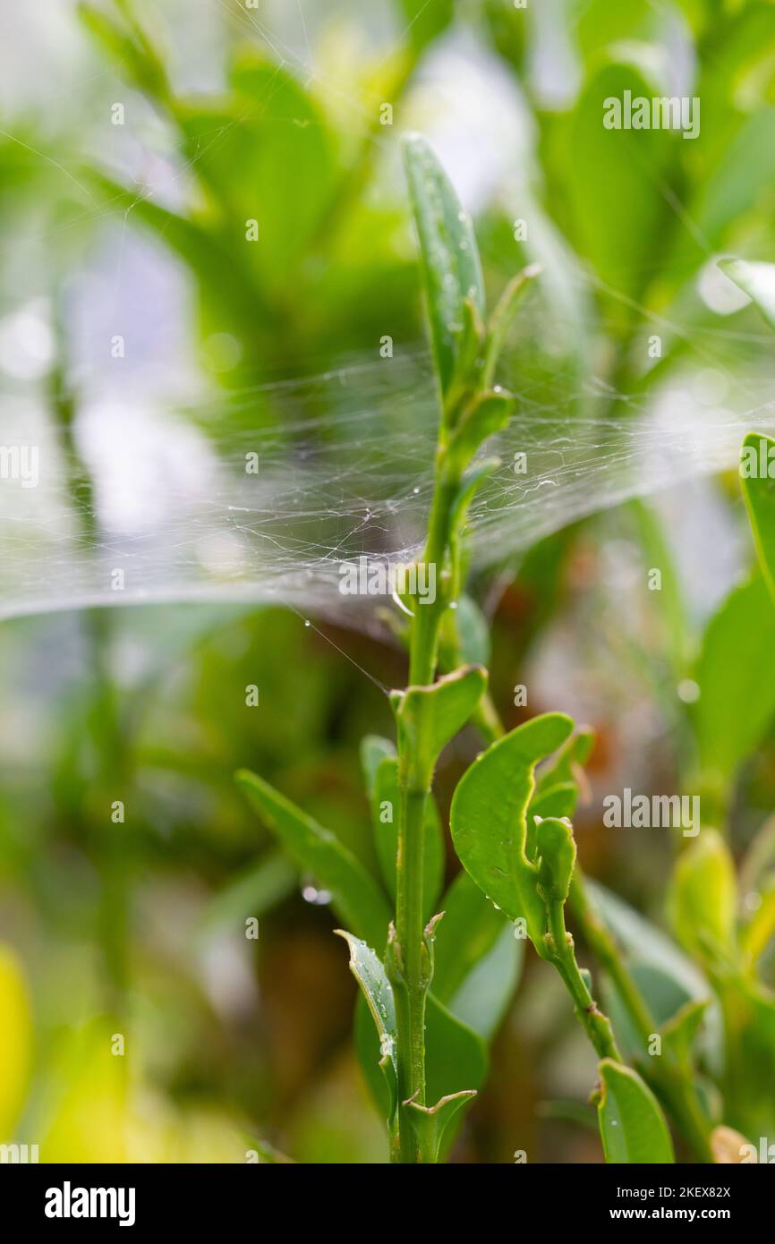 Spiders, of order Araneae, air-breathing arthropods with eight legs ...