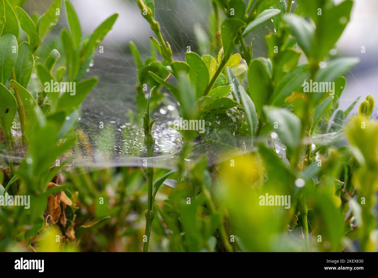 Spiders, of order Araneae, air-breathing arthropods with eight legs ...