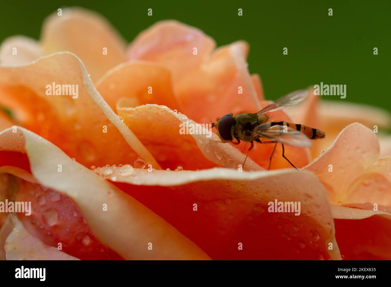 Close-up of colourful roses with bee collecting pollen and water drops ...