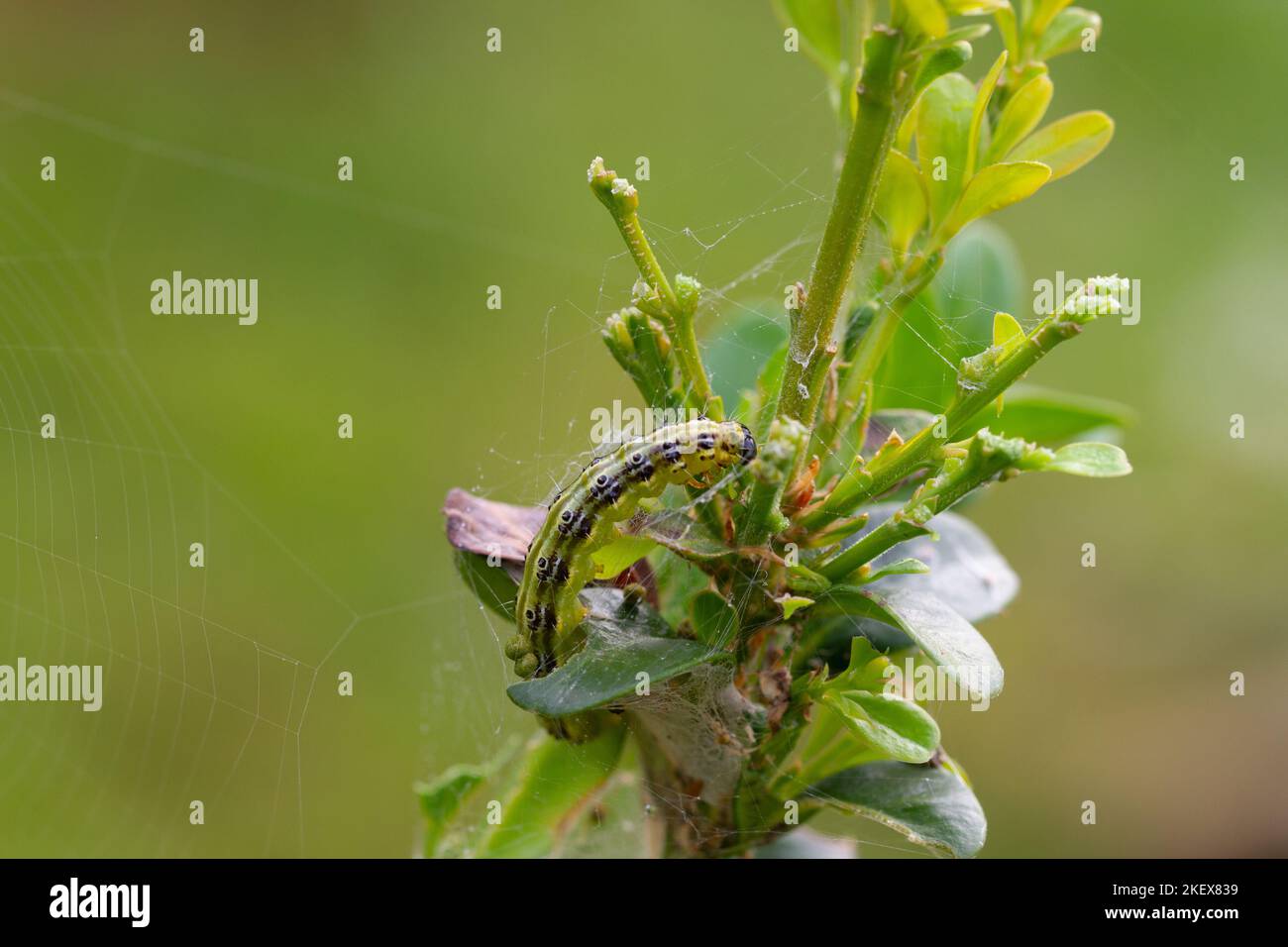 Spiders, of order Araneae, air-breathing arthropods with eight legs ...