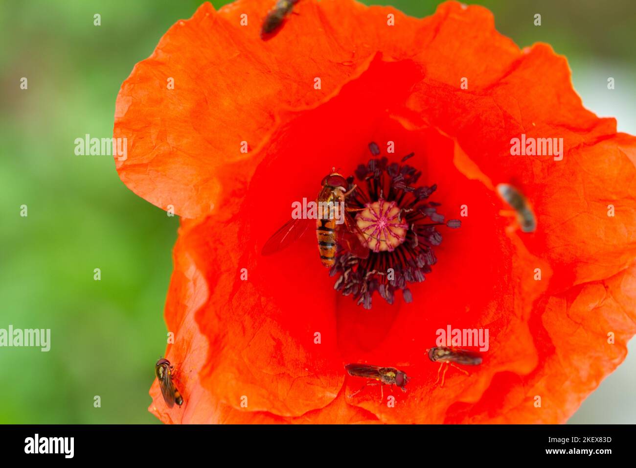 Macro of bees collecting pollen from papaver rhoeas, known as common ...