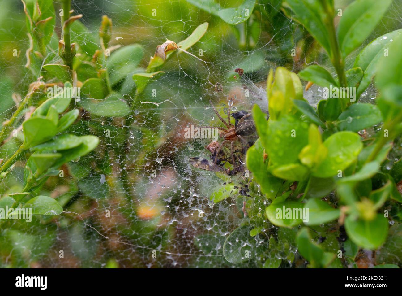 Spiders, of order Araneae, air-breathing arthropods with eight legs ...