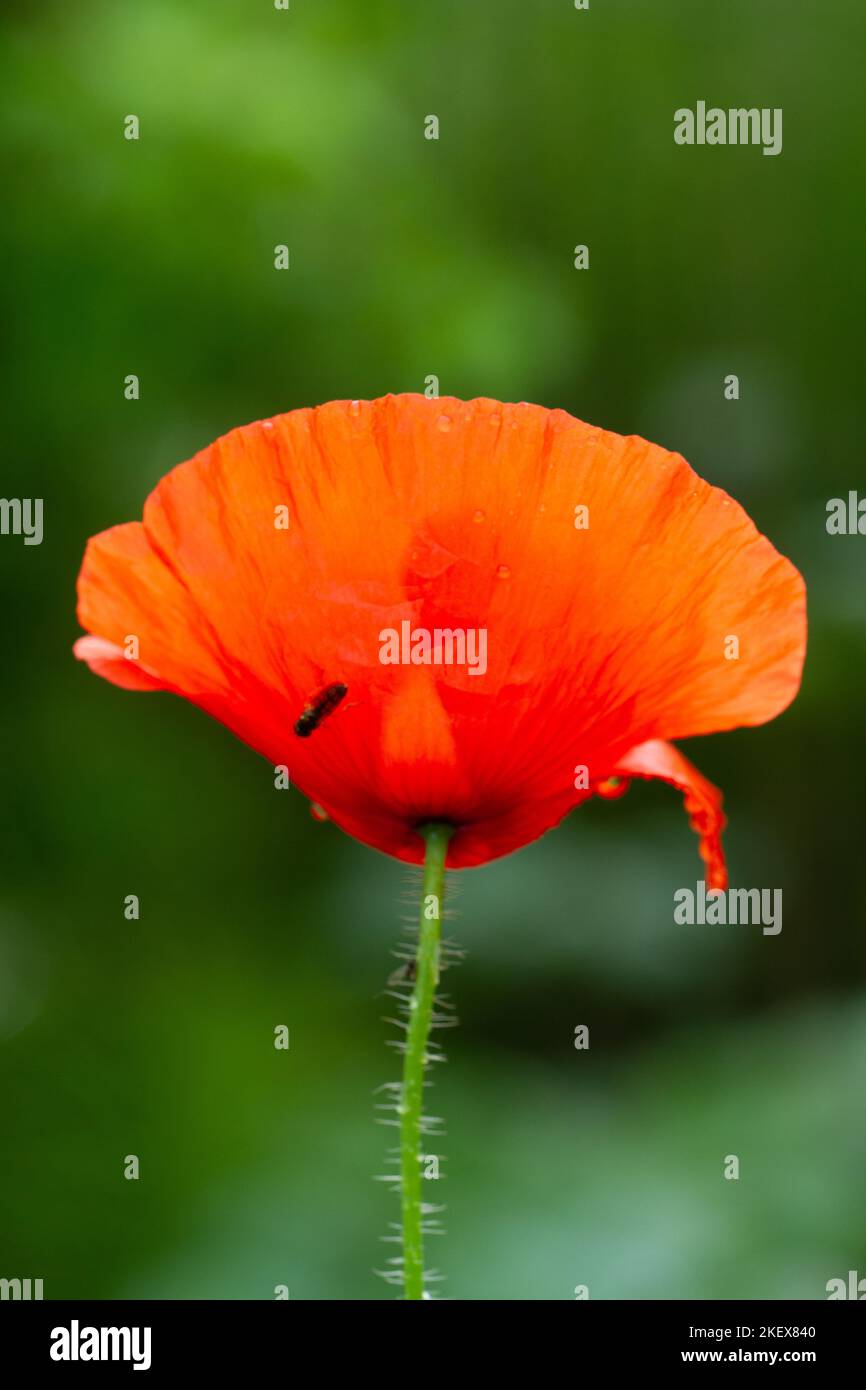 Macro of bees collecting pollen from papaver rhoeas, known as common ...
