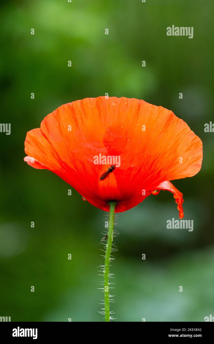 Macro of bees collecting pollen from papaver rhoeas, known as common ...
