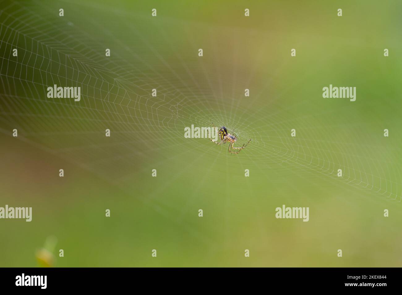 Spiders, of order Araneae, air-breathing arthropods with eight legs ...