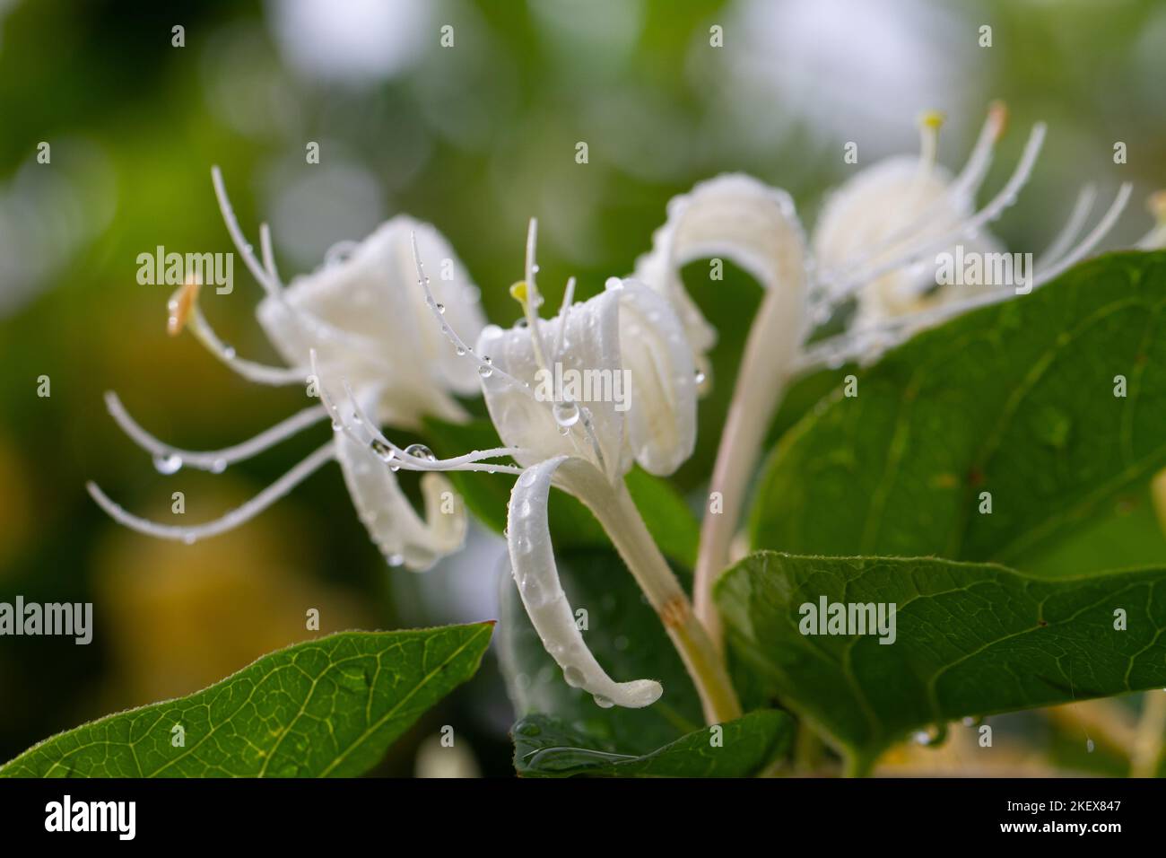 Insects collecting pollen on flowers in summer garden, with blur ...